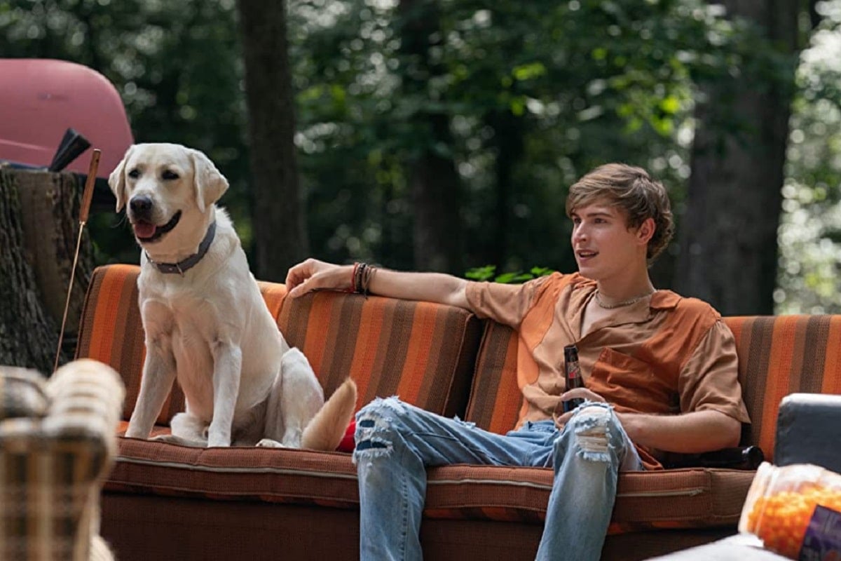 Perro perdido: La historia real que inspiró la emotiva película de ...