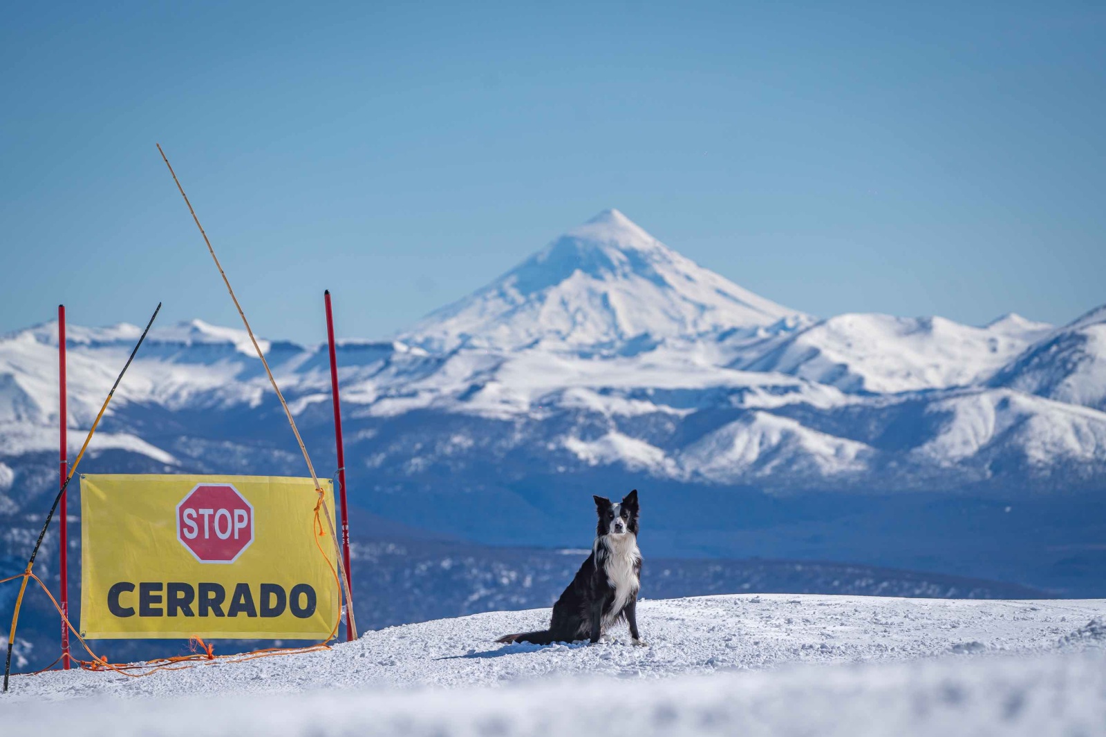 Anubis, el perro rescatista de Chapelco