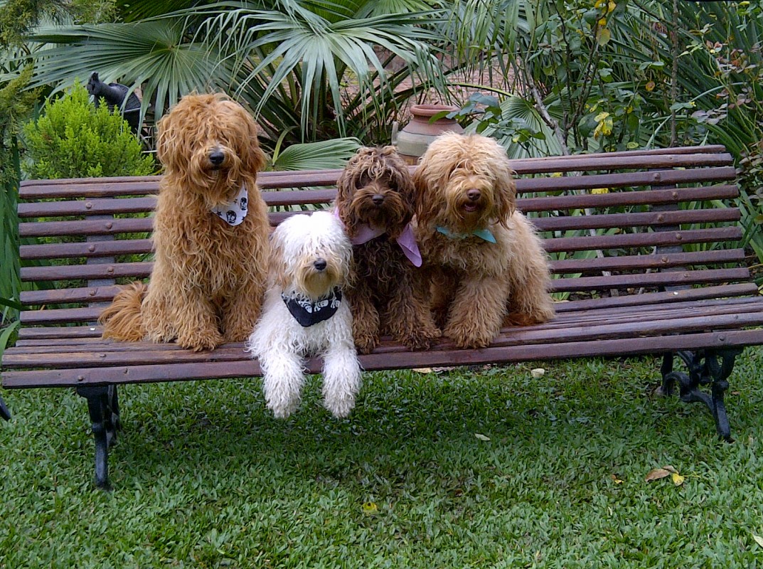 Australian Labradoodle